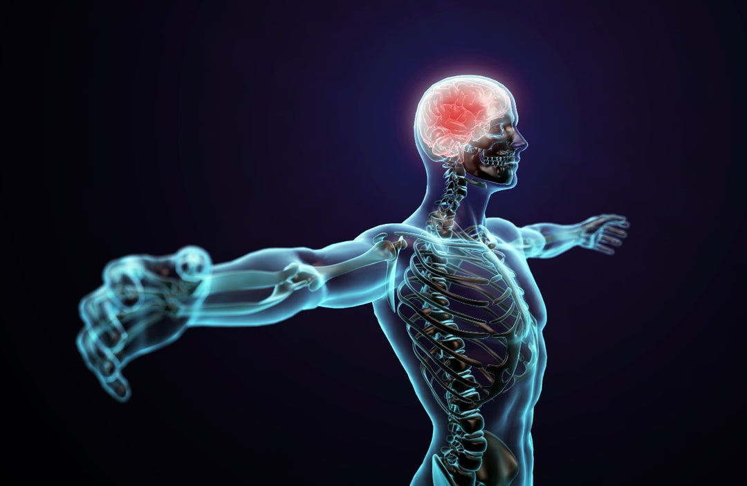 Calcium And The Nervous System - Upgraded Formulas®