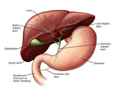 Poor Bile Flow And Copper Dysregulation - Upgraded Formulas®